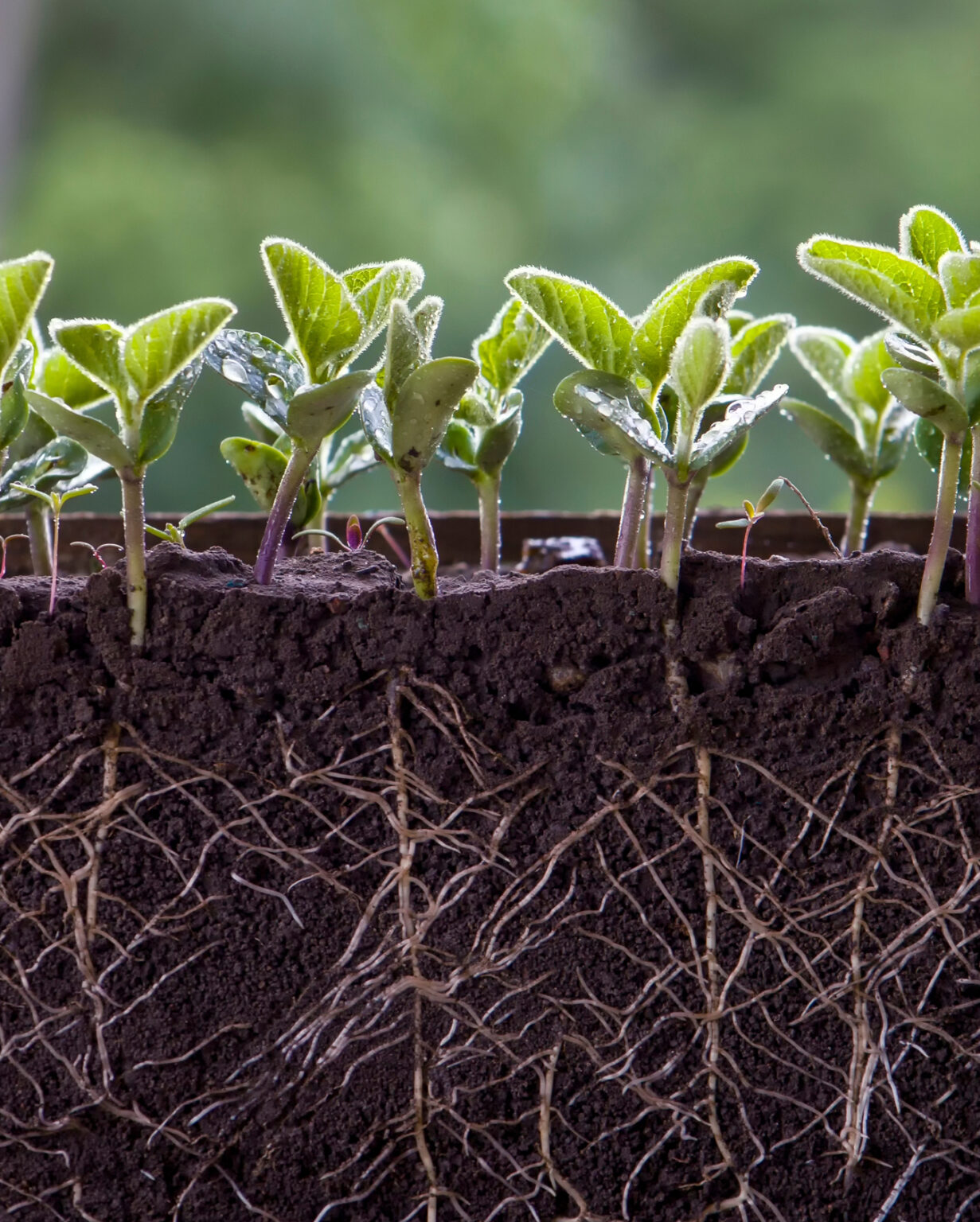 Intact Regenerative - Intact Regenerative